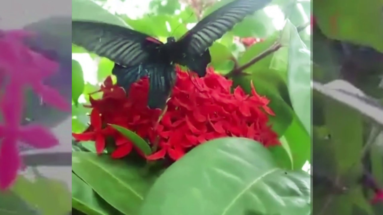 Butterfly drinking honey from flower - YouTube