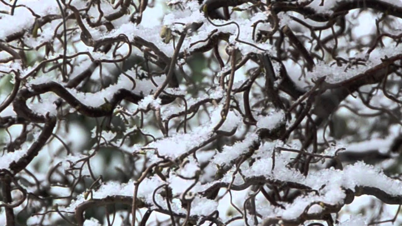 Falling Snow - Storm in Netherlands - Sneeuwstorm - YouTube