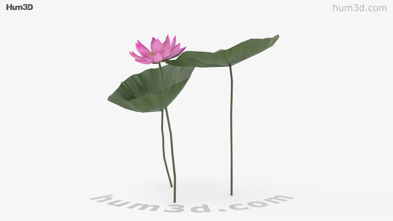 Lotus flower 3D model by 3DModels.org - YouTube