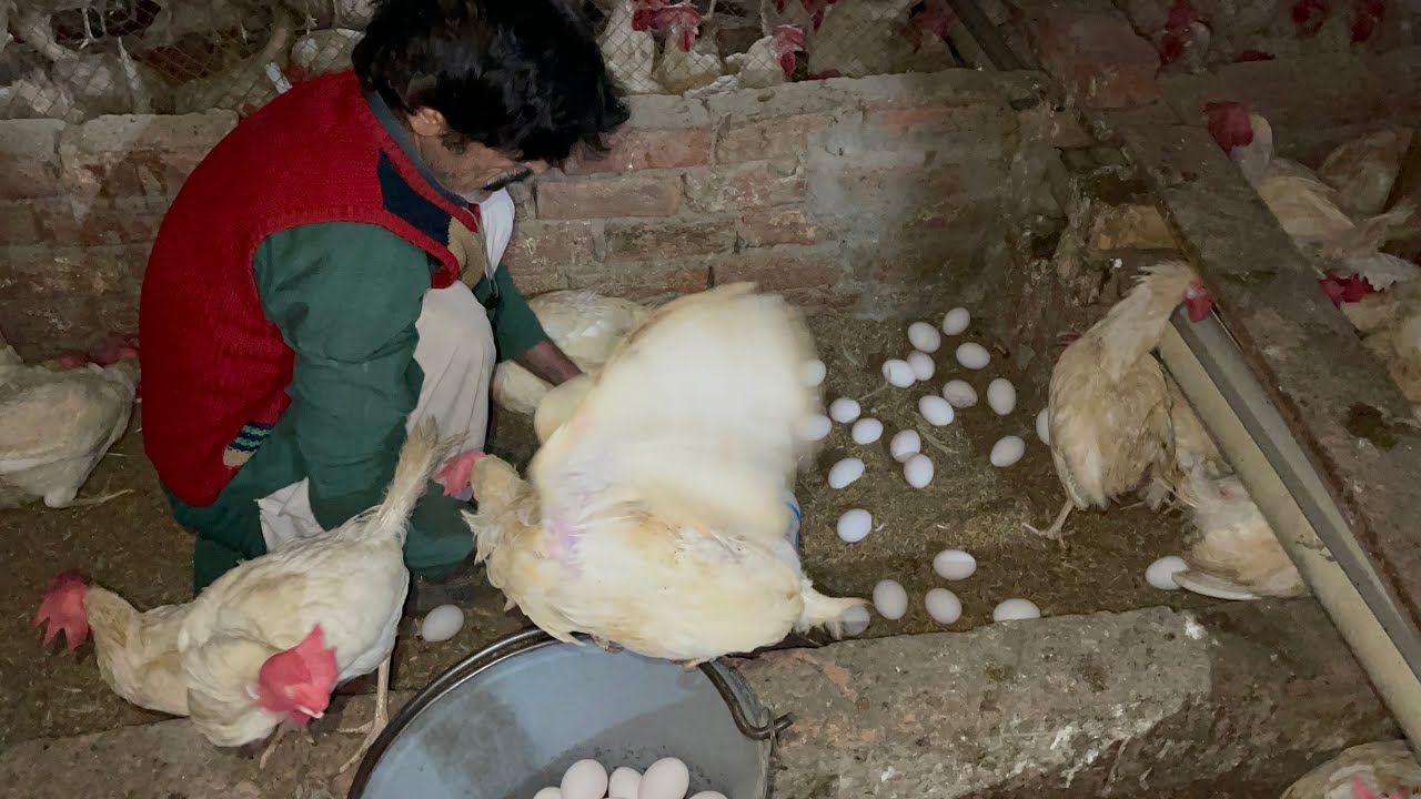 Hen Farming | Hen Farming Business | Hen Farm | Part 254 - YouTube