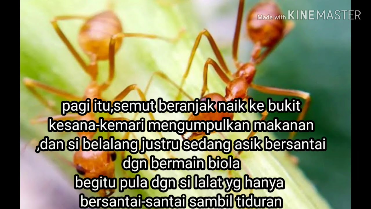 Dongeng anak kisah semut dan belalang - YouTube