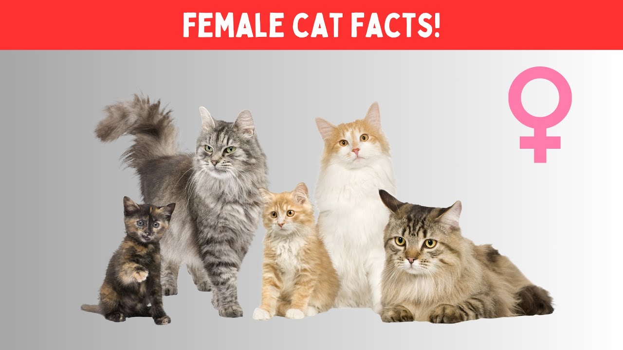 10 Fascinating Facts About Female Cats - YouTube