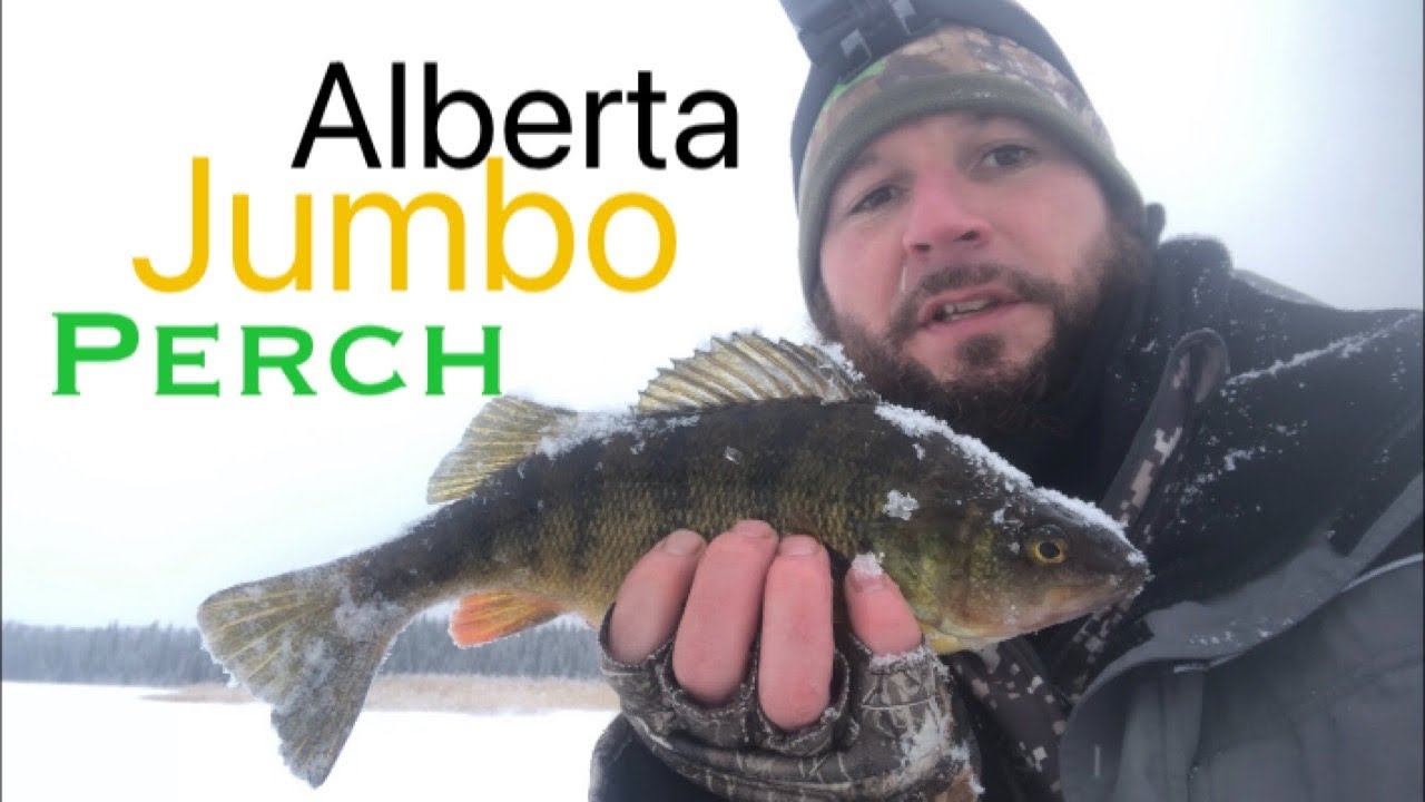 Alberta Jumbo Perch Fishing - YouTube