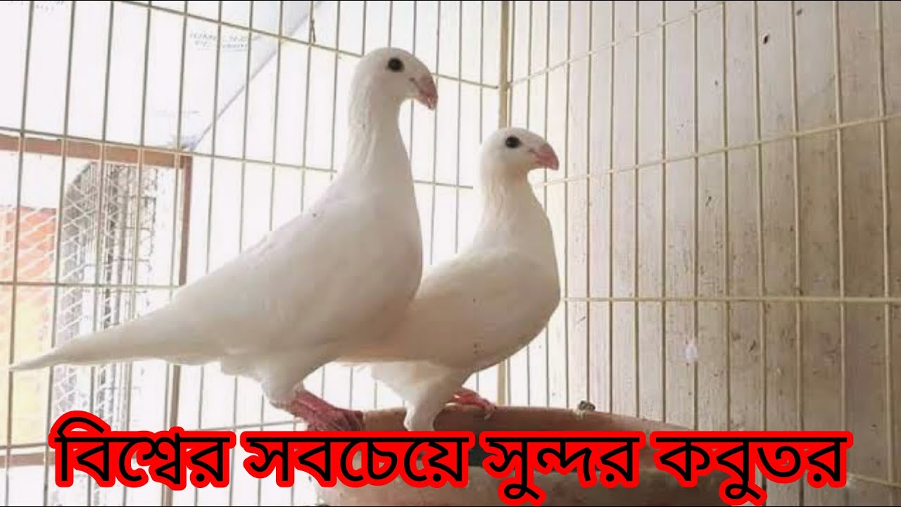 German Beauty Homer Pigeon | World Most Beautiful White German Beauty ...
