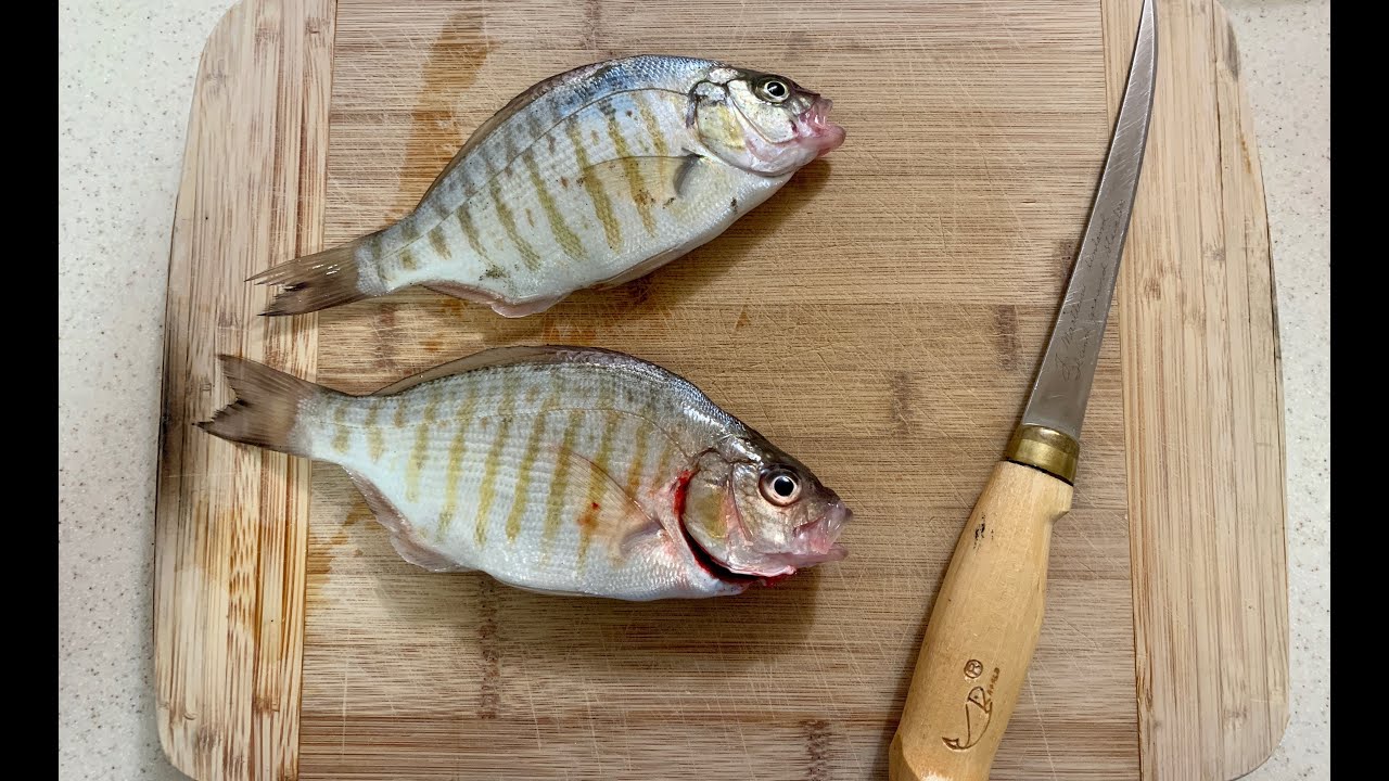 How To Fillet A Surf Perch Easily - YouTube