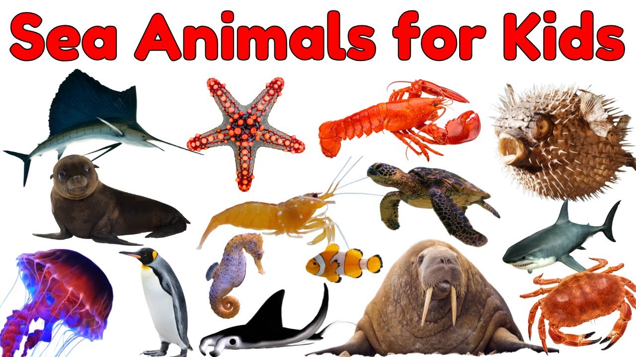 20 Sea Animals for Kids| Fun Vocabulary Learning | Learn Ocean Animals ...
