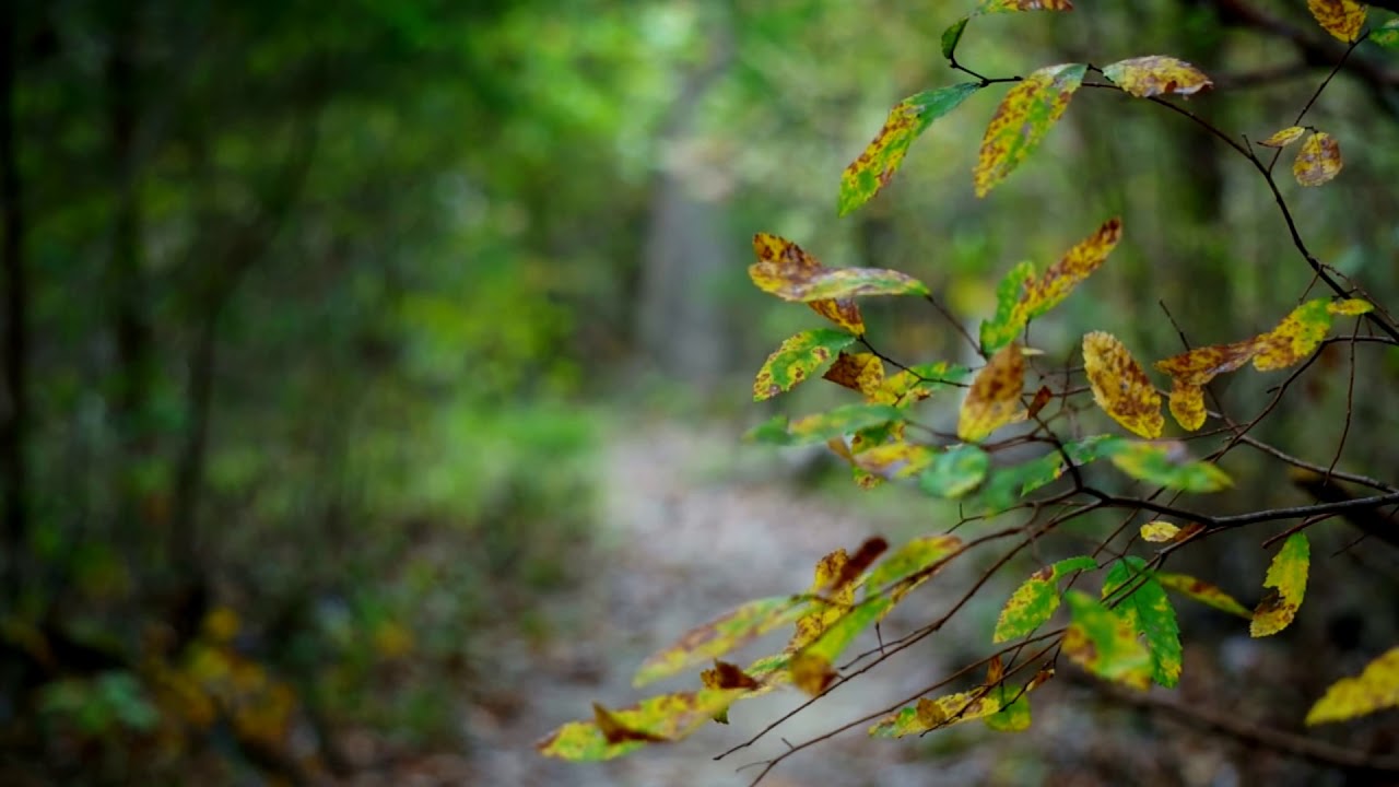 Autumn Leaves by Forest Trail | FREE NATURE STOCK FOOTAGE - YouTube