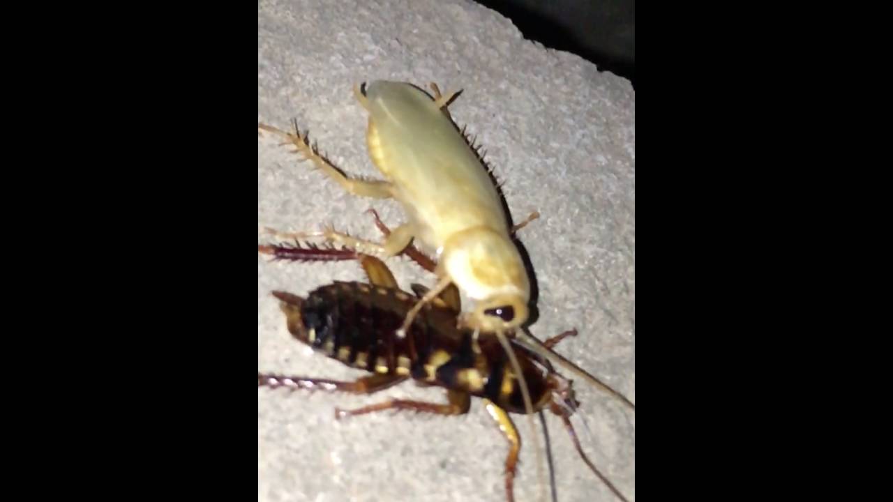 Giant Cockroach and it's Skin Moulting, Shedding, Sloughing - YouTube