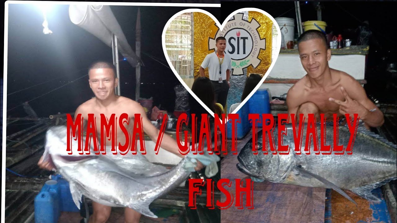 catching a 35 kilos of mamsa fish or giant trevally a fisherman @bulan ...