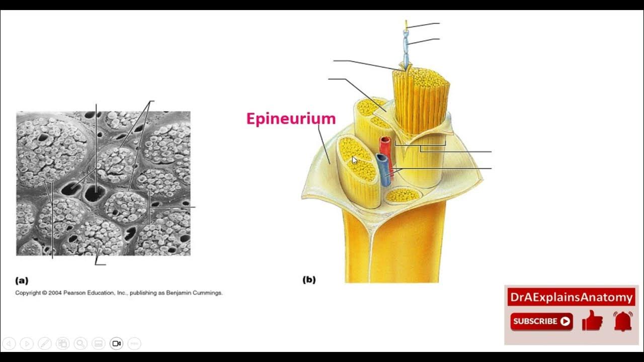 Epineurium Perineurium And Endoneurium Nerve Coverings Part 2 Of