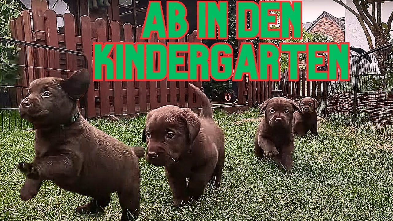 Mayfieldgarden Nr. 2354 Die Labrador Welpen spielen, kämpfen, beißen ...