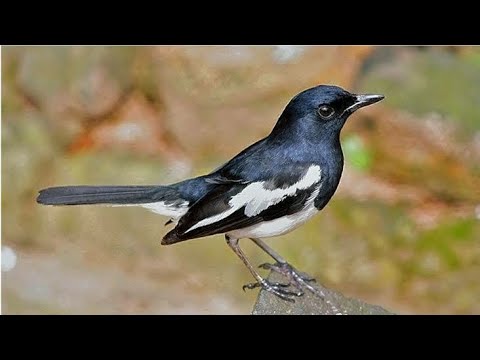 Making free-hand Art of doyel bird | Robi Art - YouTube