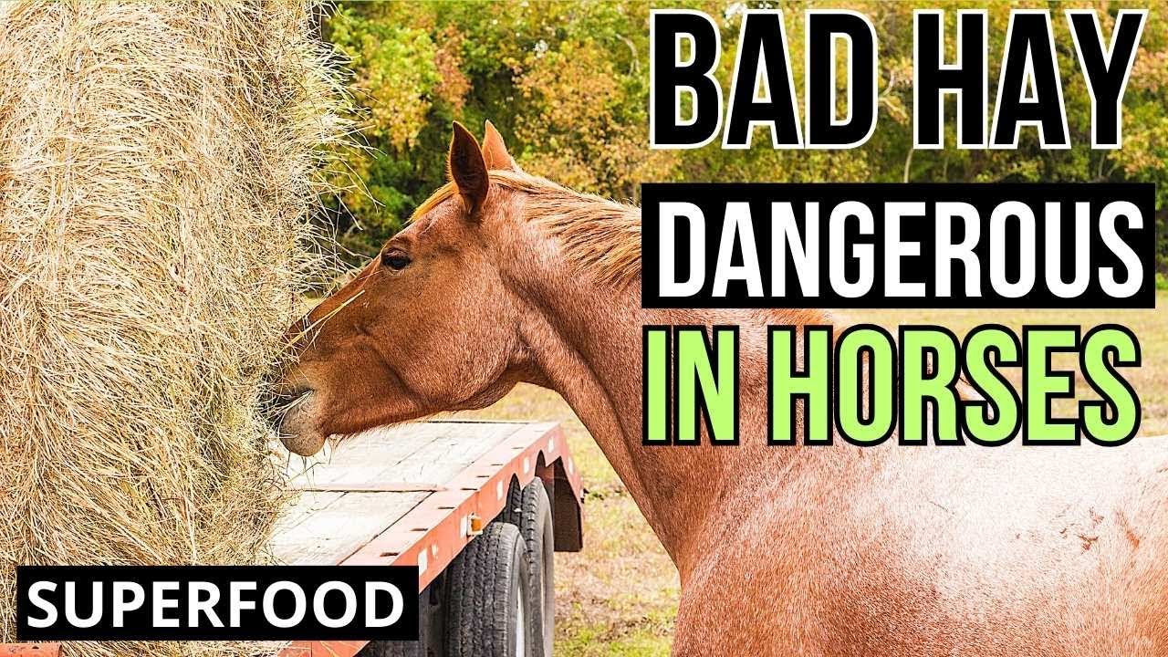 Bad Hay for HORSES; Recognize & DANGERS - YouTube