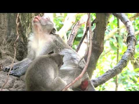 The life and nature of the monkeys on the planet # Help preserve ...