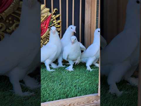 🔴 ŞAMPİYONLAR LİGİ EFSANE MEZAT 🏆MEHMET KARA🔴#CANLI #MEZAT 👑🕊️