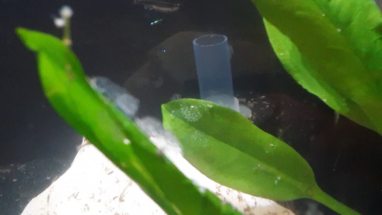 White cloud mountain minnow fry getting bigger - YouTube
