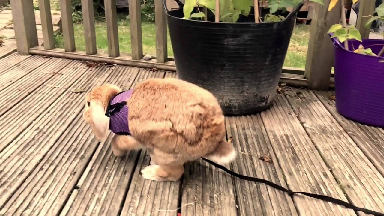 Barney the rabbit - YouTube