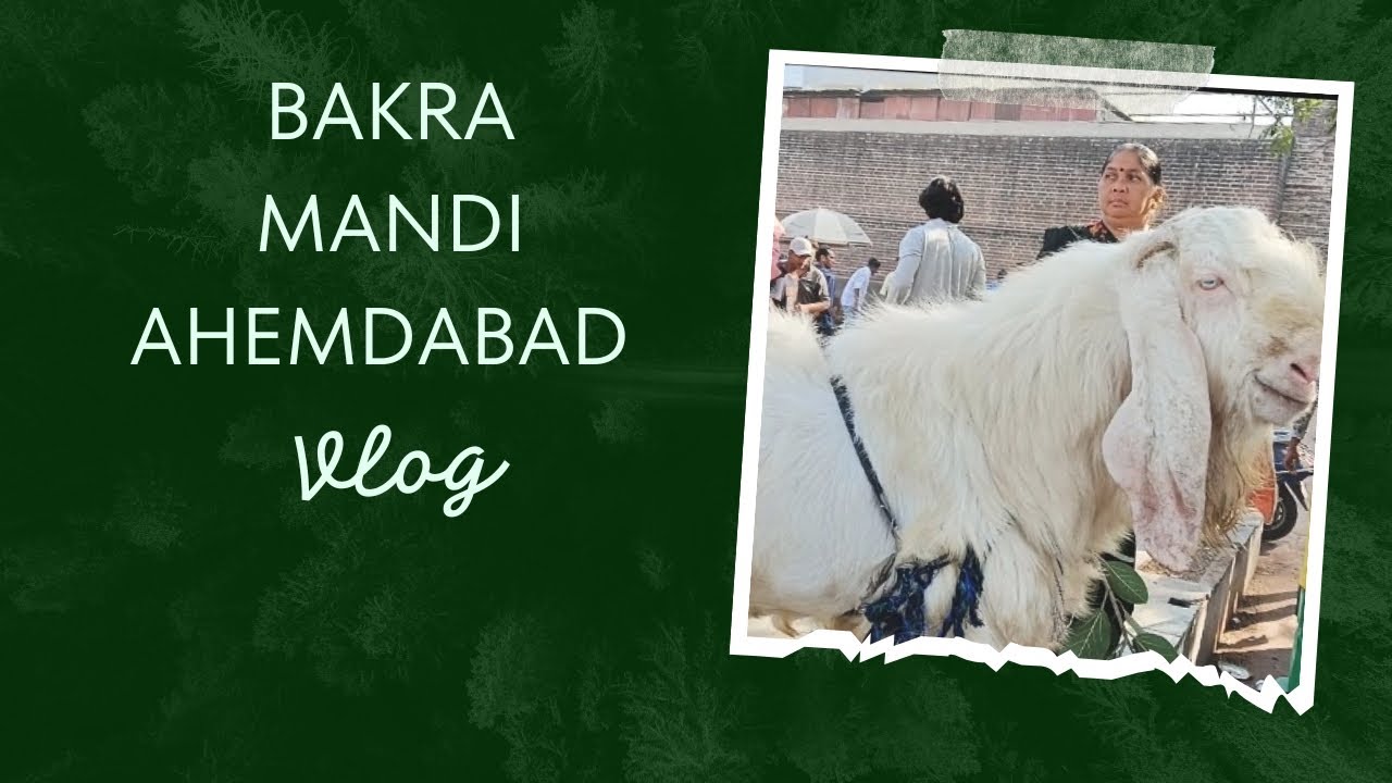 Sunday Goat Market of Ahmedabad Riverfront Bakra Mandi Update 18-2-2024 ...