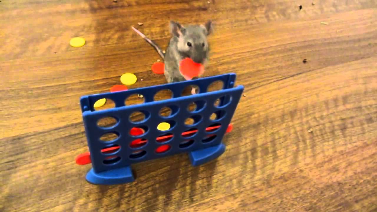Clever mouse / Ratones inteligenetes - YouTube