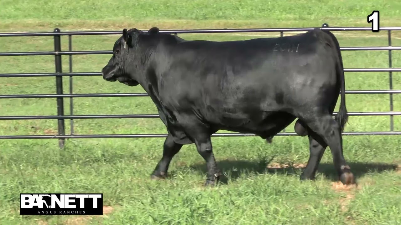 Barnett Angus Ranches Lot 1 - YouTube
