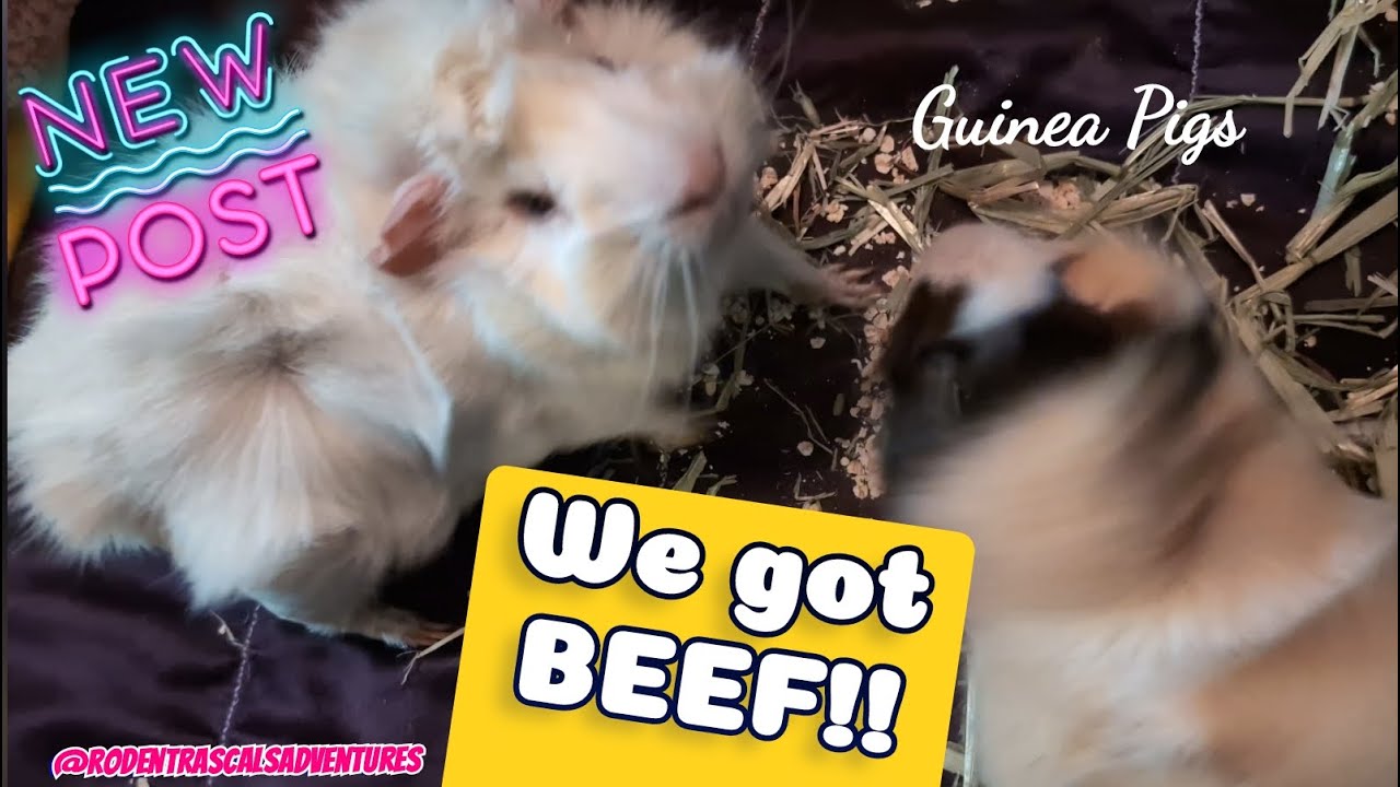 Guinea Pigs: We got beef #guineapigslove - YouTube