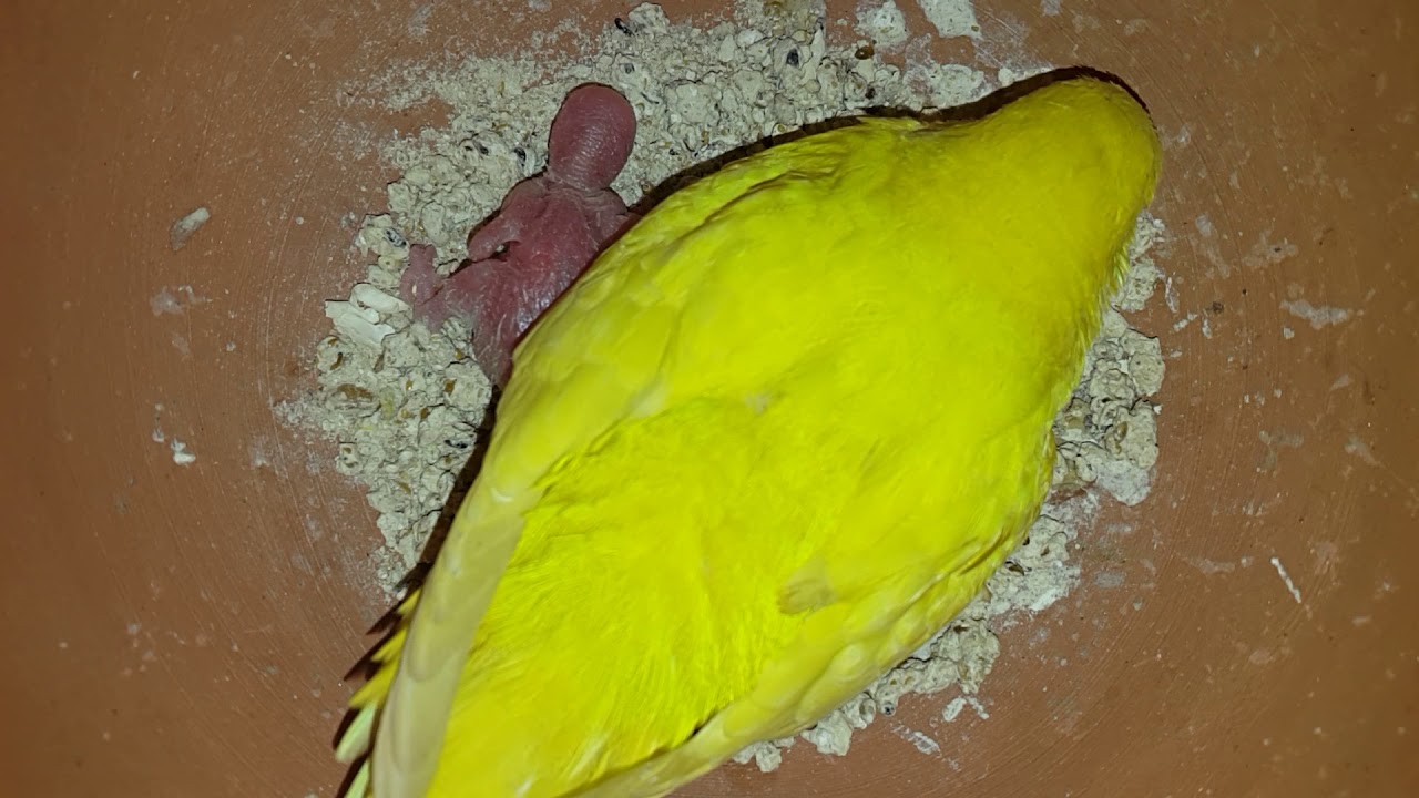 Budgie Babies Growth Stages Day 07 | Eggs and new born Budgie Chicks ...