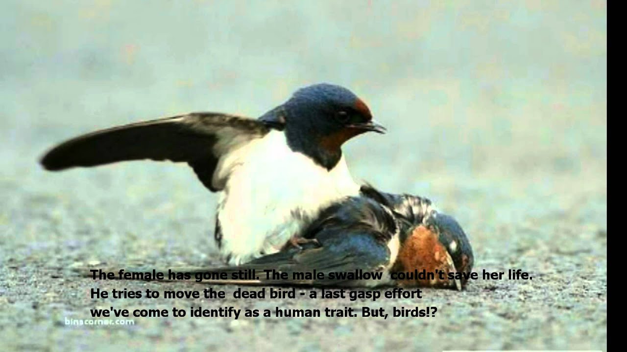 Birds have feelings too - YouTube