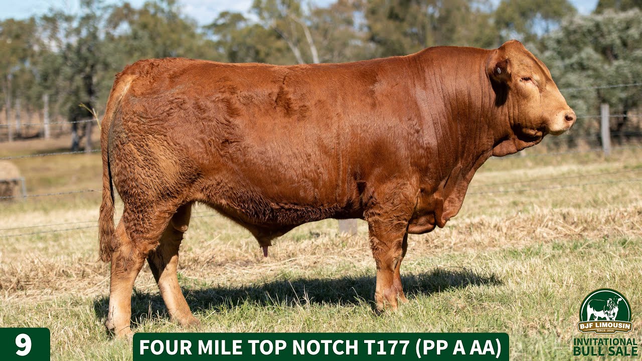 9 - FOUR MILE TOP NOTCH T177 (PP A AA) - YouTube