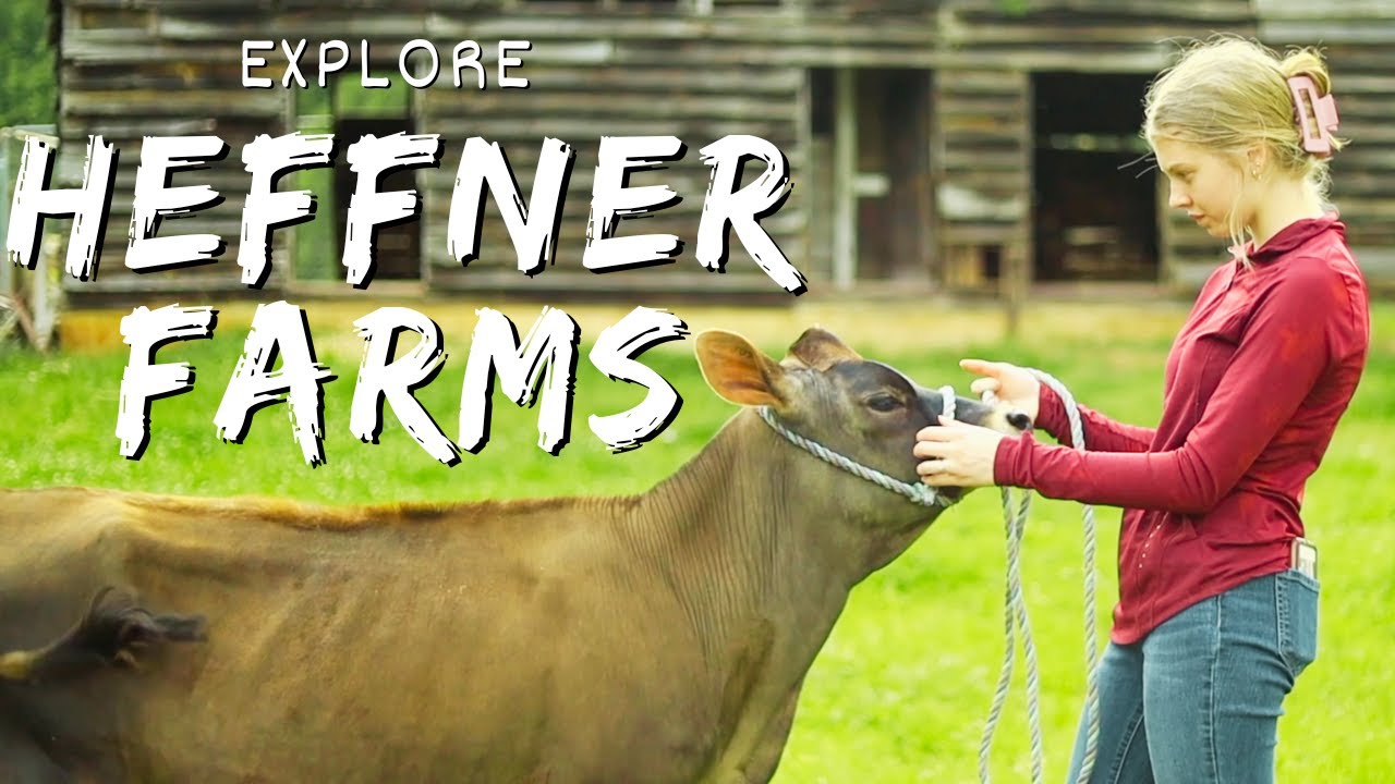AMAZING Dairy Farm Changing the Game with COMPLETELY Raw Milk | Heffner ...