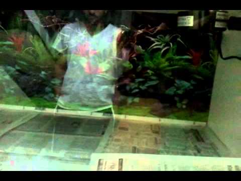 VERY LARGE MELAMINE BLOOD PYTHON ENCLOSURE!!!!! - YouTube