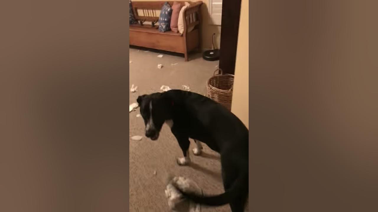 Dog Eats Toilet Paper YouTube dog-eats-toilet-paper-youtube