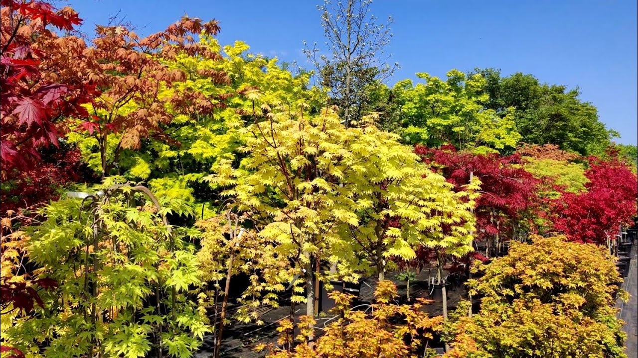 Japanese Maple Paradise at Baumschule Nielsen (Nursery) - Some ...