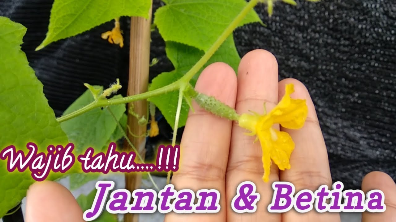 CARA MEMBEDAKAN BUNGA JANTAN DAN BETINA PADA TIMUN - YouTube