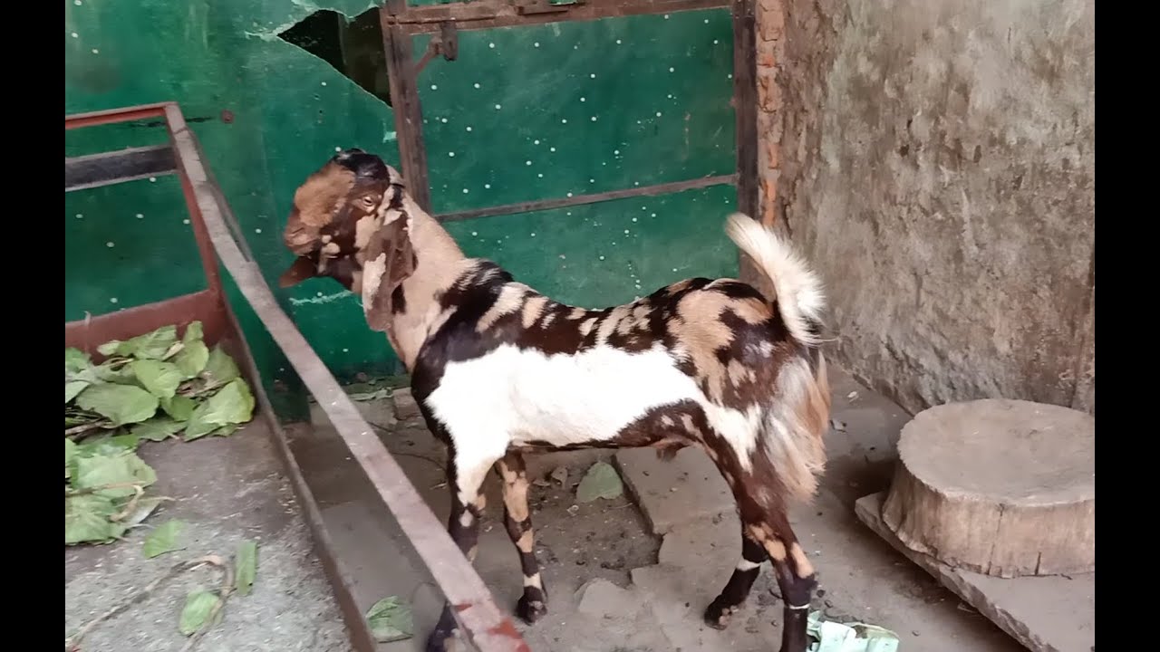 Kota bakra Mandi ka gujri bakra | extream quality - YouTube
