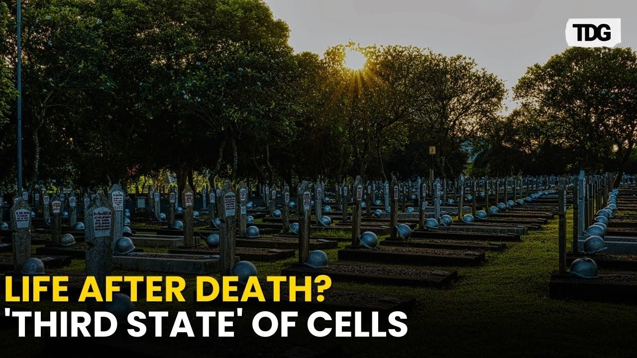 The Hidden 'Third State': What Happens to Cells After Death? - YouTube