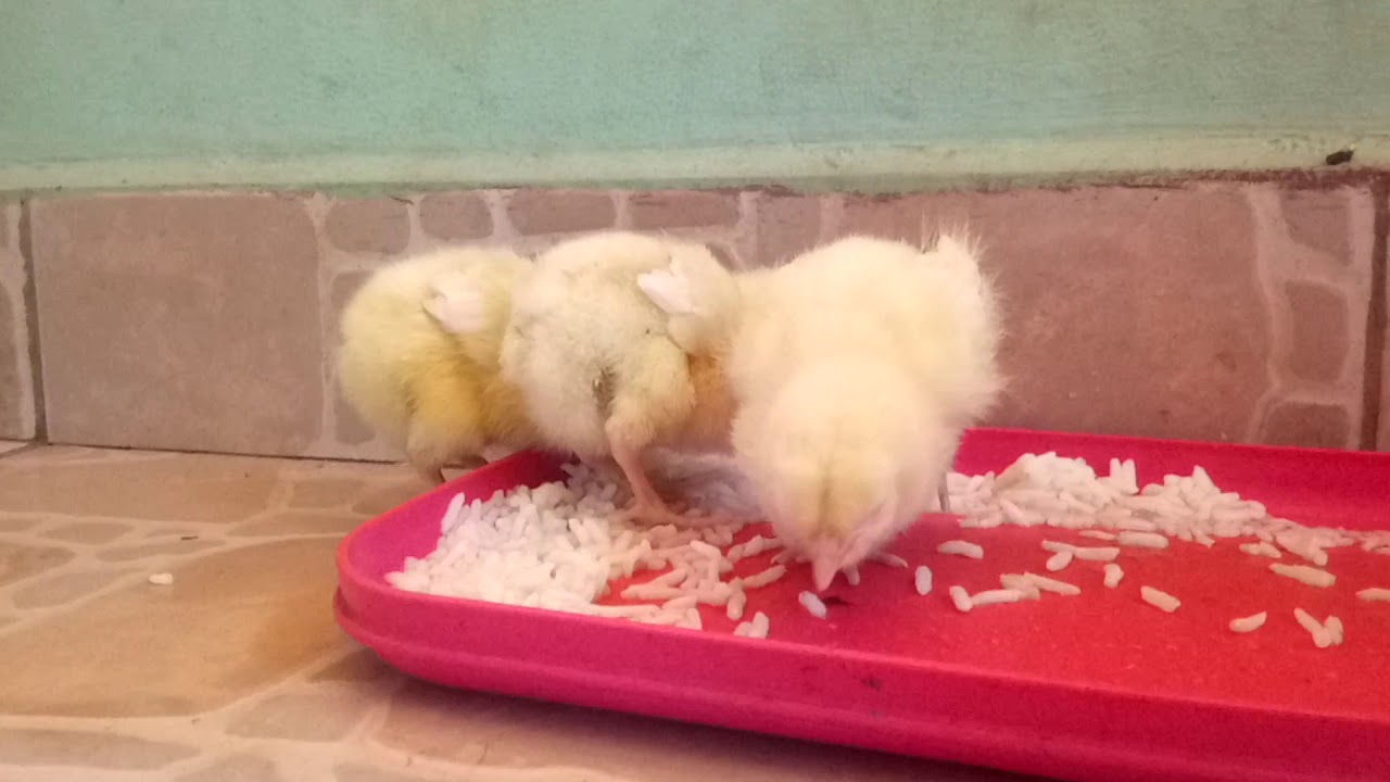 Como comen los pollitos arroz - YouTube