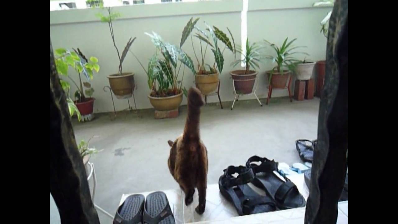A community cat called Mak Hitam - YouTube