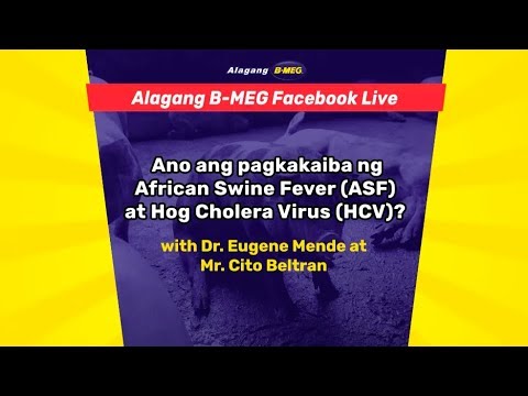 Ano ang Pagkakaiba ng African Swine Fever (ASF) vs Hog Cholera Virus ...