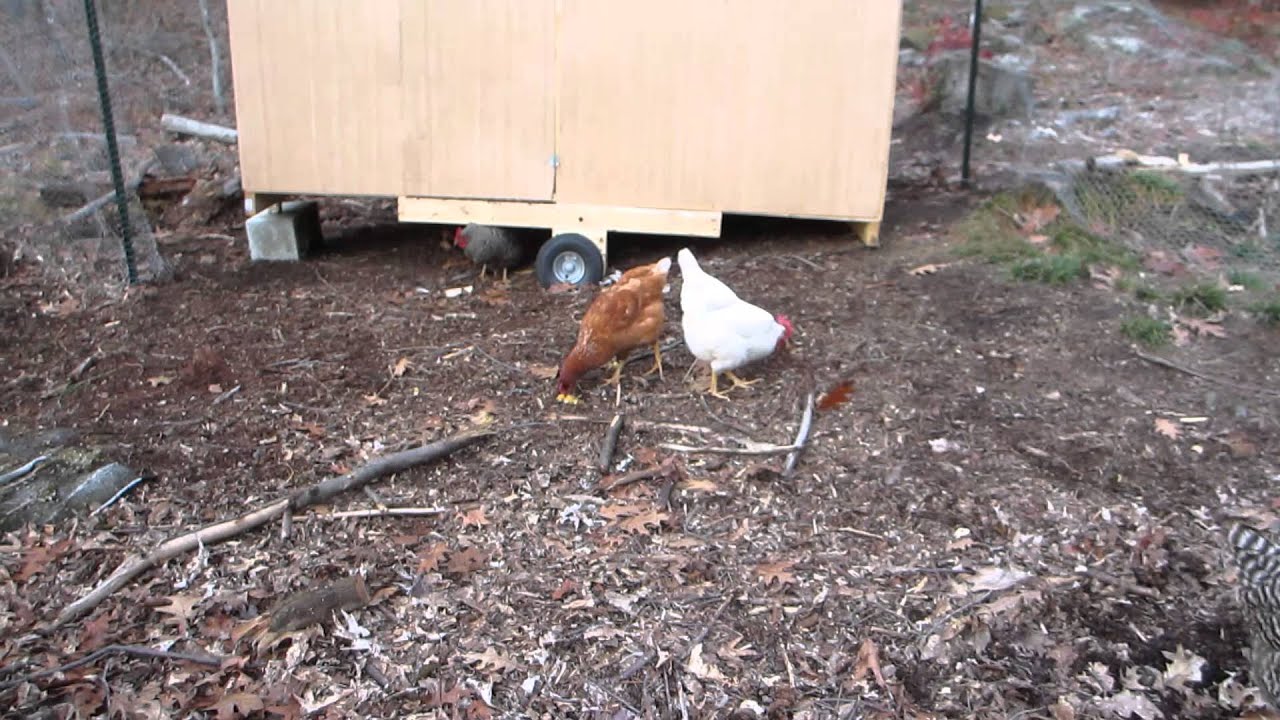Chickens Establishing Dominance - YouTube