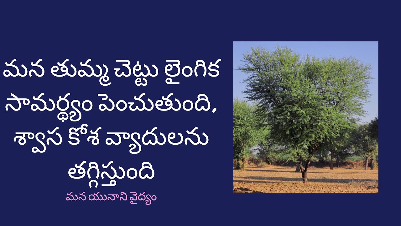 Health Benefits of Babul Tree part 2 - YouTube