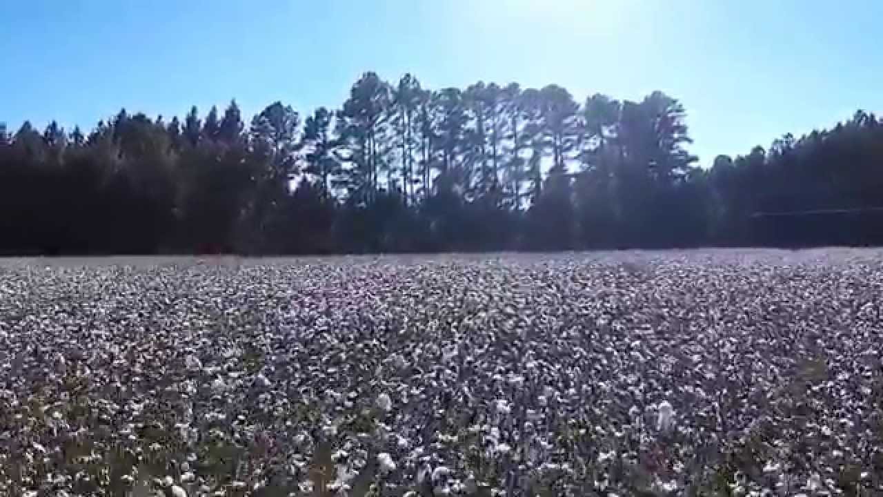 Clyo, Georgia. cotton field - YouTube