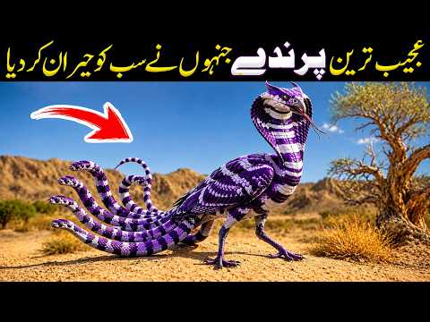 The Most Incredible and Colorful Birds You Have to See in the World!