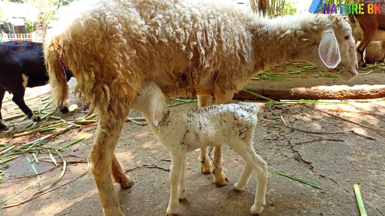 Sheep Video Cute, Sheep Eating Funny - YouTube
