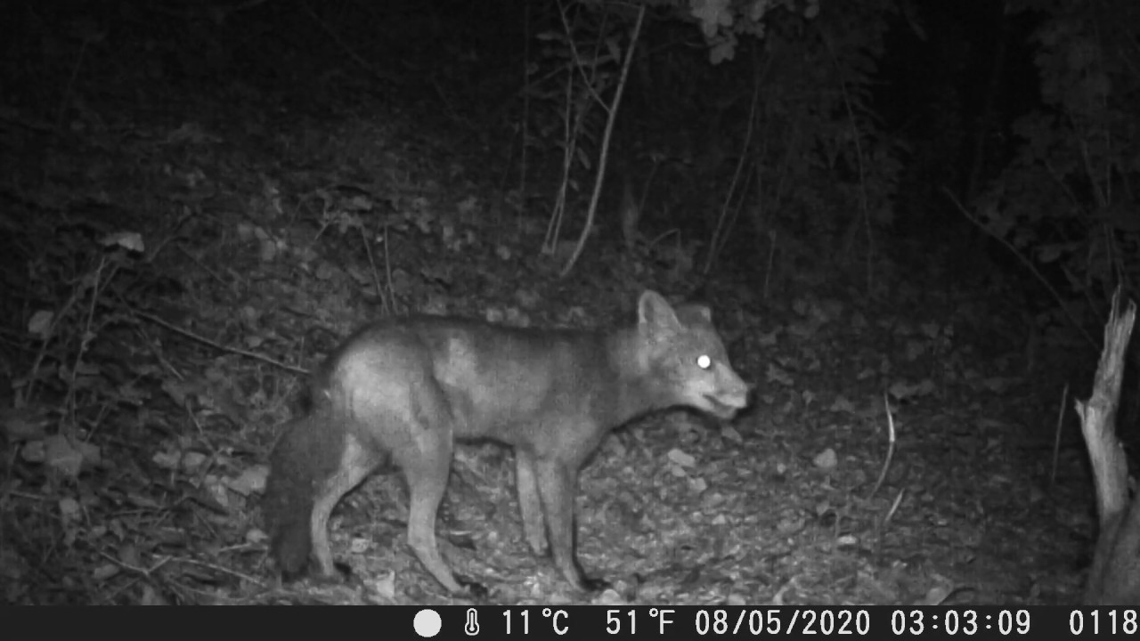 VOLPE (FOX) - Fototrappola Aprile/Maggio 2020 (Trail Camera April/May ...