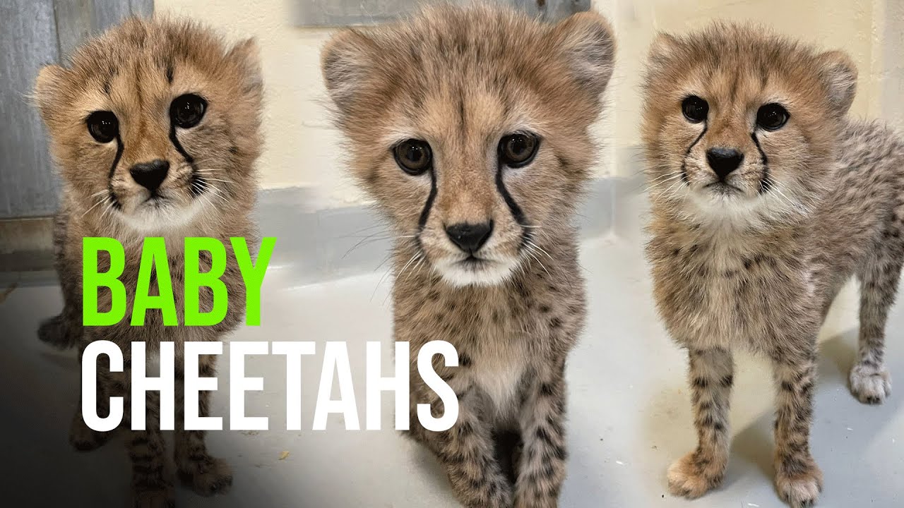 Baby Animals In Zoos