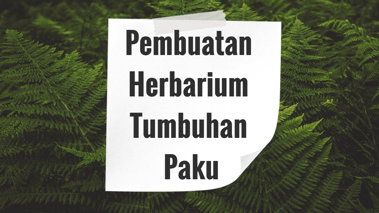 Pembuatan Herbarium Tumbuhan Paku - YouTube
