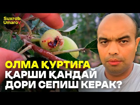 Олма Қуртига Қарши Курашишни Ва Аниқлашни Ўрганамиз!