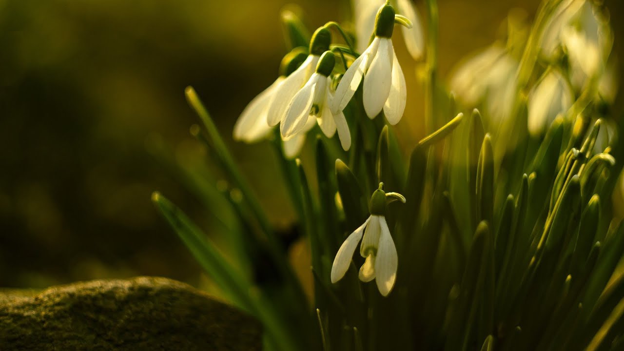 Top 50 Free Stock Videos in 【4K】 No copyright Shots | Free Footage ...