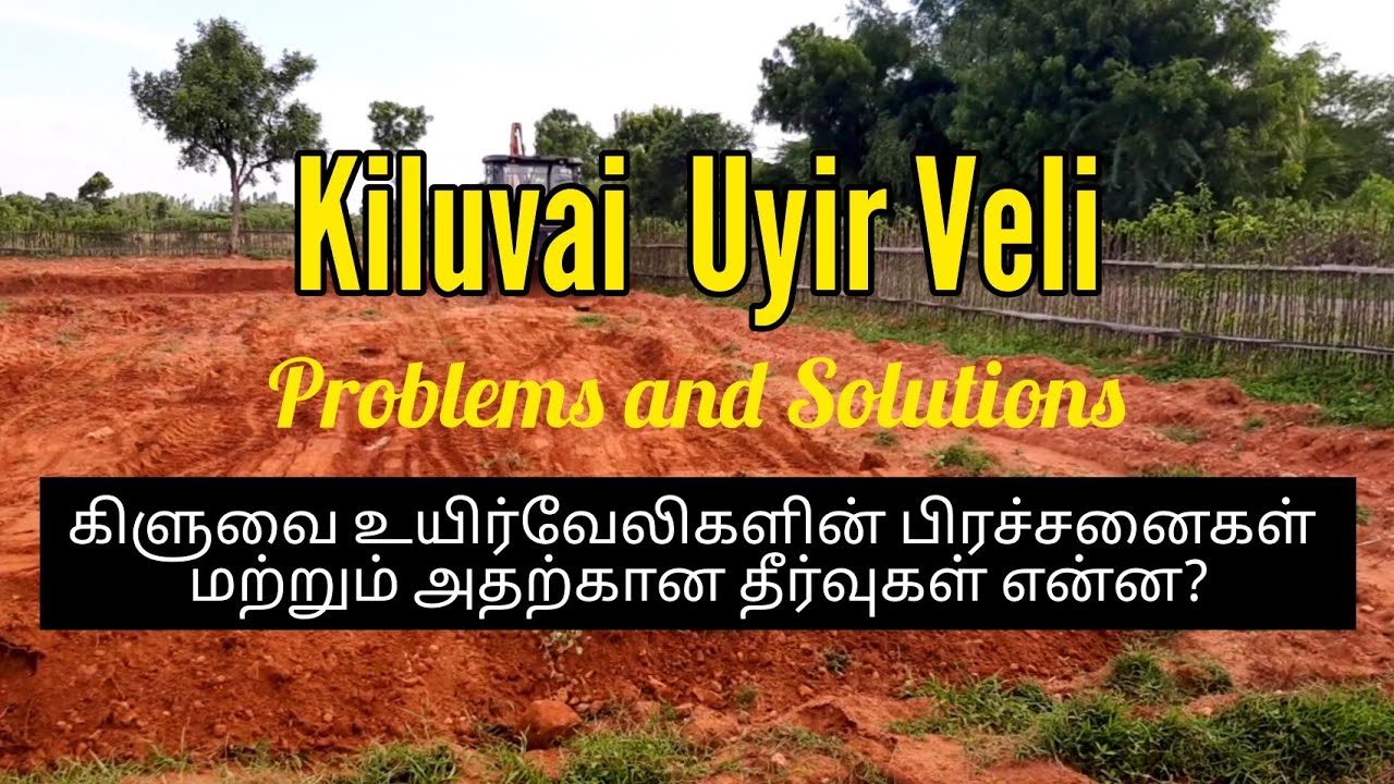 Kiluvai Uyir Veli Problems and solutions ||கிளுவை உயிர் வேலியின் ...