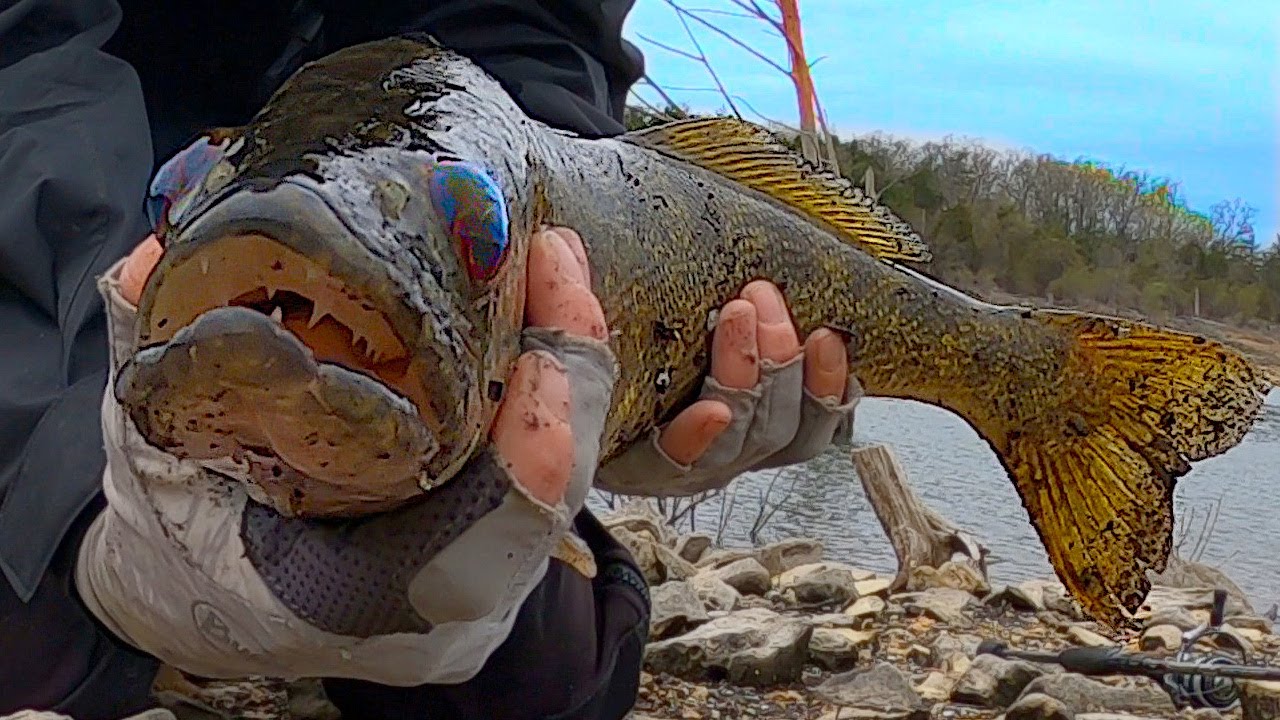A Giant Walleye Ate My Crawfish - Look at them Teeth! - YouTube